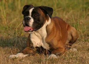 Boxer - Características da raça, fotos e vídeos