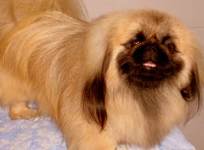 Pequinês - Características da raça, fotos e vídeos