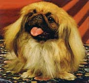 Pequinês - Características da raça, fotos e vídeos