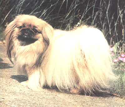 Pequinês - Características da raça, fotos e vídeos