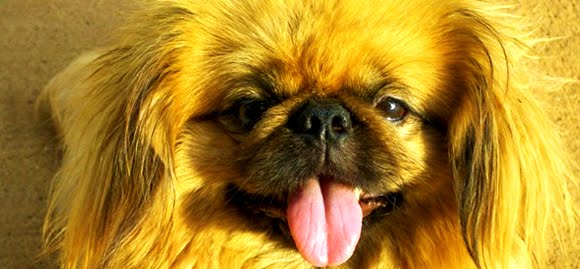 Pequinês - Características da raça, fotos e vídeos