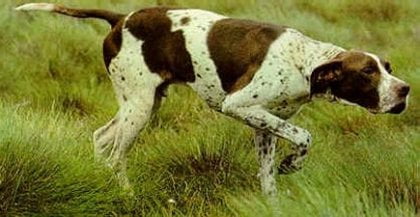 Pointer Inglês - Características da raça, fotos e vídeos