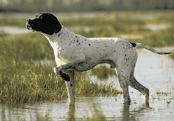 Pointer Inglês - Características da raça, fotos e vídeos