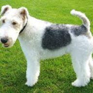 Raça Fox Terrier de Pelo Duro – Características da raça, fotos e vídeos