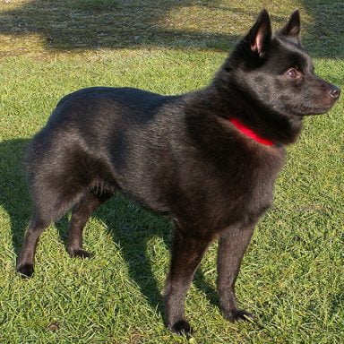 Schipperke - história, características e curiosidades