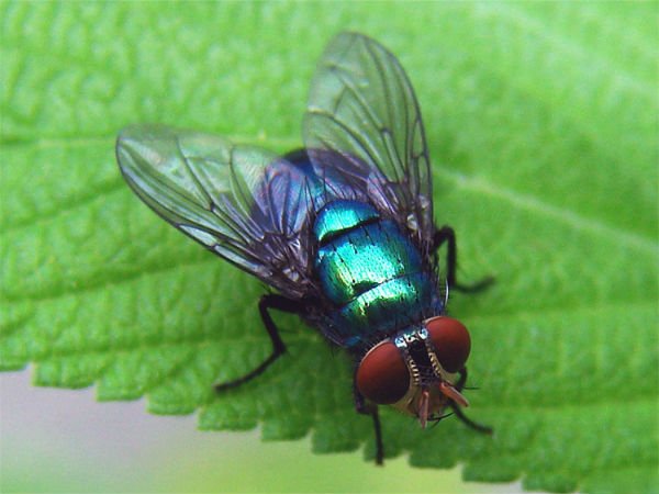 Berne: prevenção e tratamento