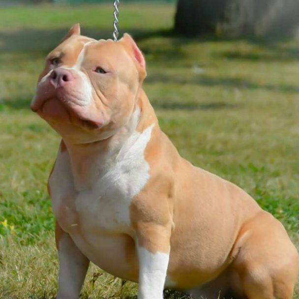 Raça American Bully - Variações, características e cuidados