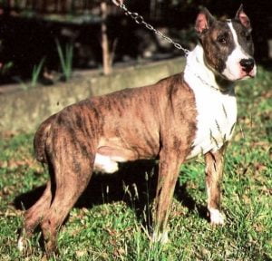 As maiores raças caninas do mundo