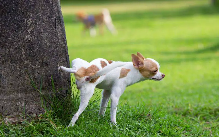 Cachorro evacuando sangue: o que pode ser?
