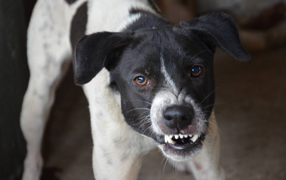 Raiva canina - causas, sintomas e tratamento