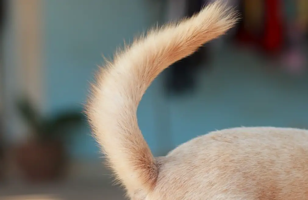 5 curiosidades sobre o rabo dos cachorros
