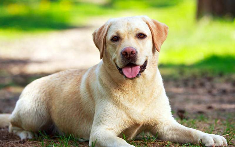 Displasia de quadril em cães: causas, sintomas e tratamento