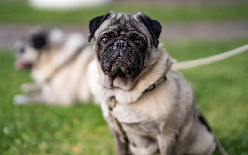 Pug: saiba tudo sobre a raça