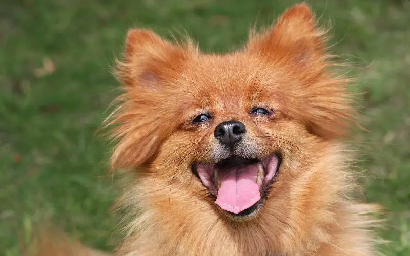 10 raças de cachorro que gostam de colo