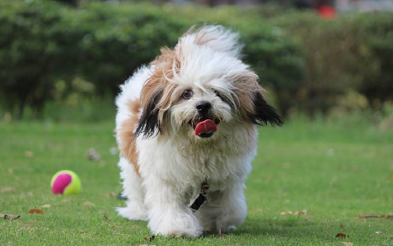 10 raças de cachorro que gostam de colo