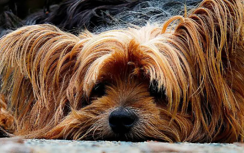 10 raças de cachorro que gostam de colo