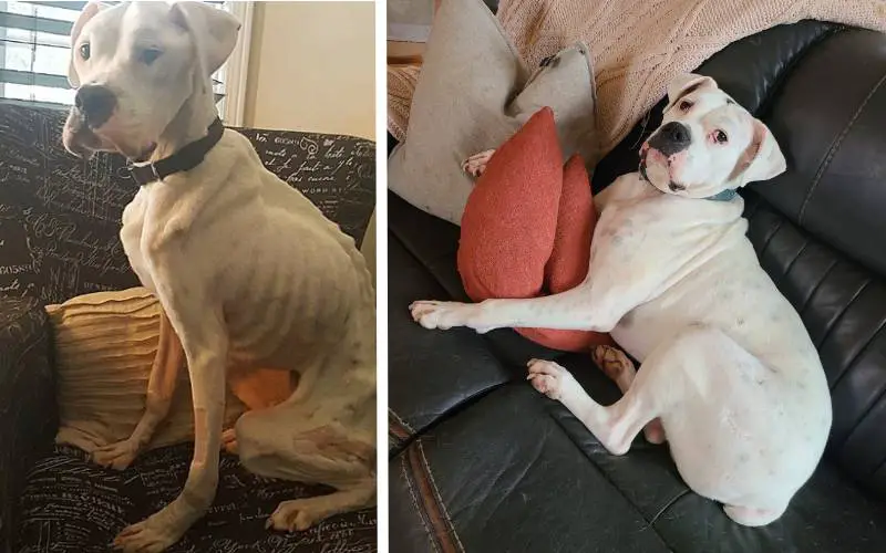 Encontrado quase à morte, este cachorro deu a volta por cima