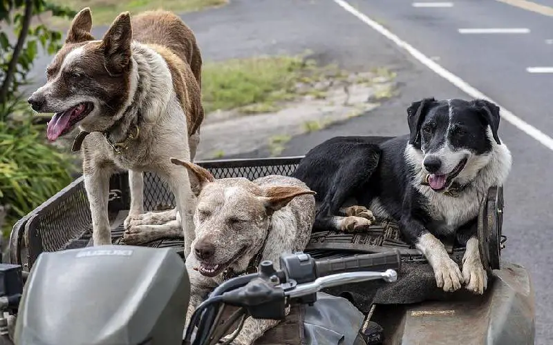 12 sinais de que seu cachorro está feliz
