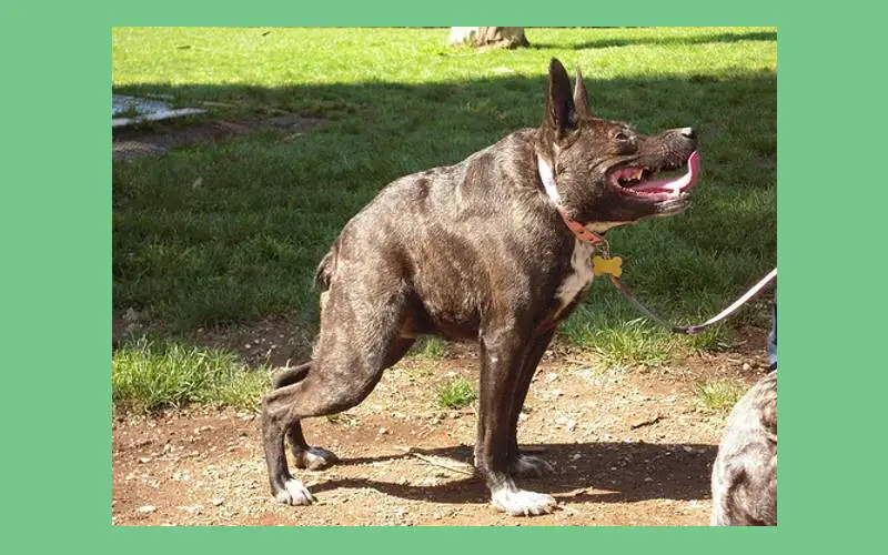 Cachorro cururu - O que é?