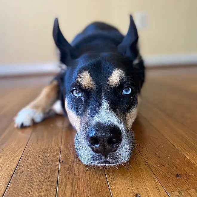 Pitsky - conheça a mistura de pit bull e husky siberiano