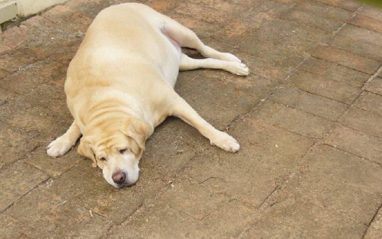 Retriever do labrador: 13 problemas de saúde mais comuns
