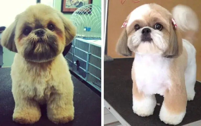 08 tipos de tosa para shih tzu