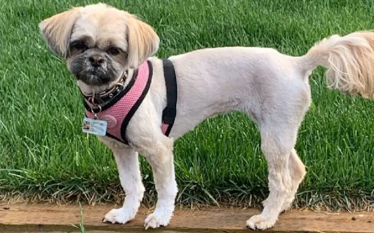 08 tipos de tosa para shih tzu