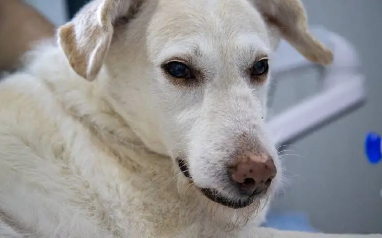 05 dicas para viver com um cachorro com câncer