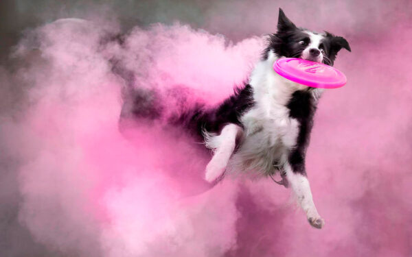 Fotógrafa cria fotos de tirar o fôlego de cachorros usando pó colorido