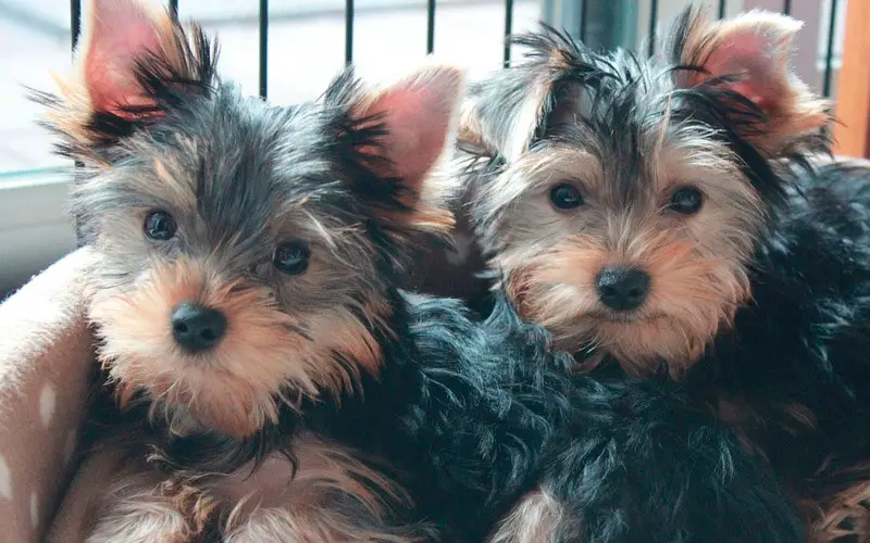 Adotar dois cães ao mesmo tempo: prós e contras