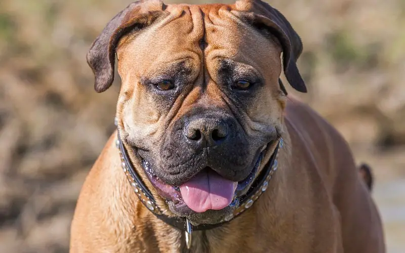 Por que os cachorros babam? SAIBA AQUI