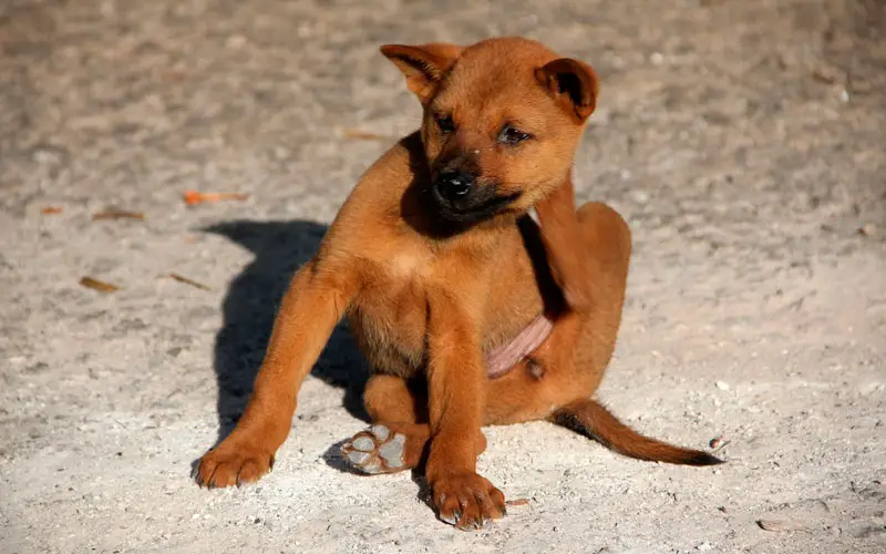 Como acabar com as pulgas no cachorro de uma vez por todas Como acabar com as pulgas no cachorro de uma vez por todas