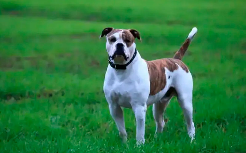 Top 10 dos cachorros mais bravos e agressivos
