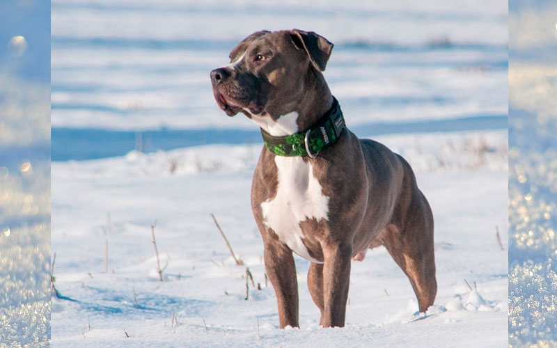 Top 10 dos cachorros mais bravos e agressivos