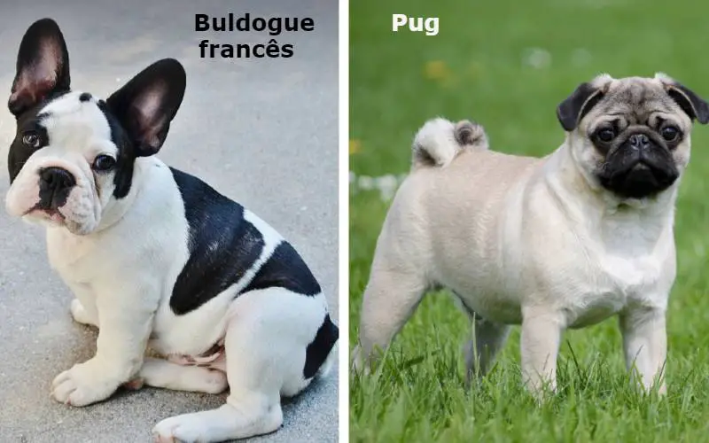 Buldogue francês ou pug: qual é o melhor para as famílias?