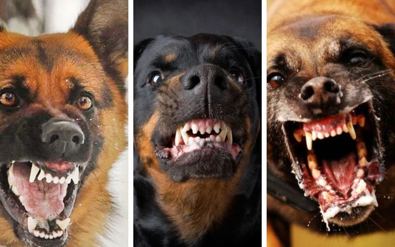 Top 10 dos cachorros mais bravos e agressivos