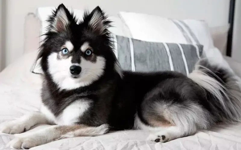 15 raças de cachorros com olhos azuis