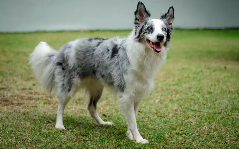 15 raças de cachorros com olhos azuis