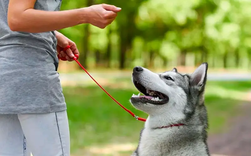A importância do reforço positivo para cachorros