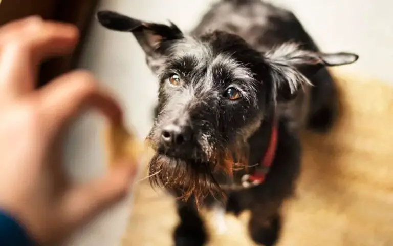 A importância do reforço positivo para cachorros