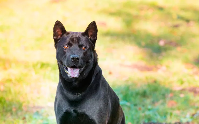 04 raças de cachorros com língua azul