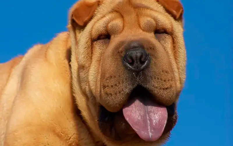 04 raças de cachorros com língua azul