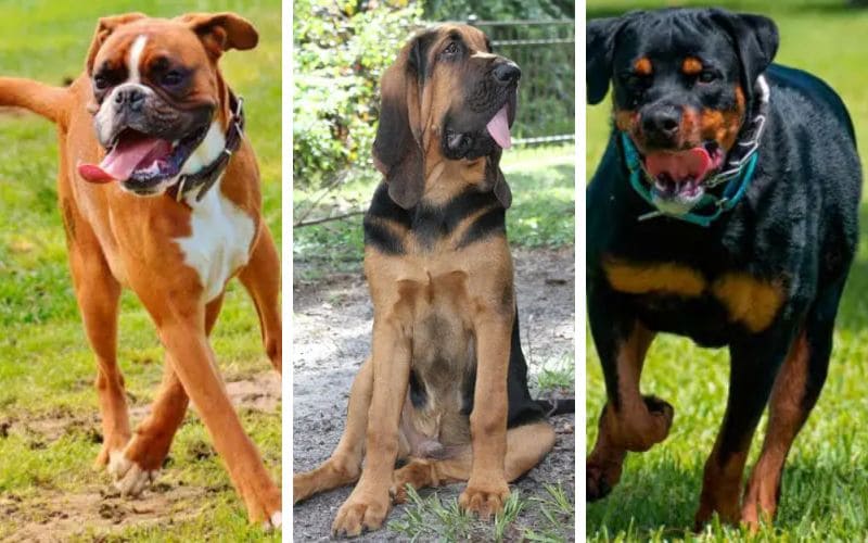 15 raças de cães de grande porte mais populares no Brasil