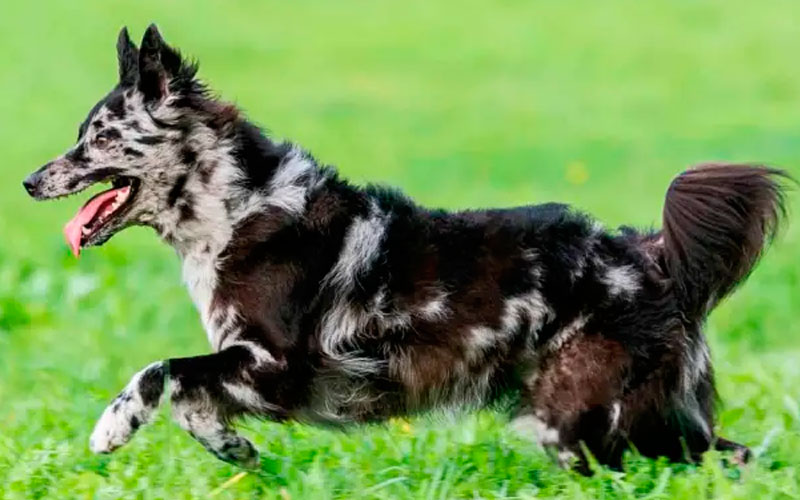 Qual é a raça canina mais nova do mundo?