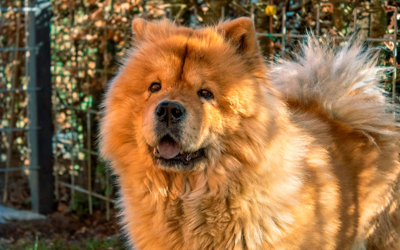 Os 11 maiores mitos sobre o chow-chow
