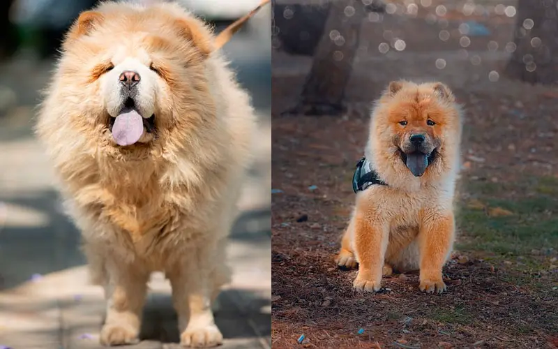 Os 11 maiores mitos sobre o chow-chow