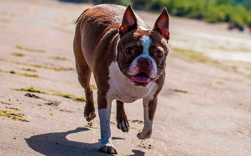 Qual a diferença entre o boston terrier e o buldogue francês?