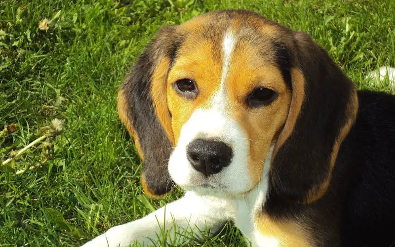 12 curiosidades sobre o beagle