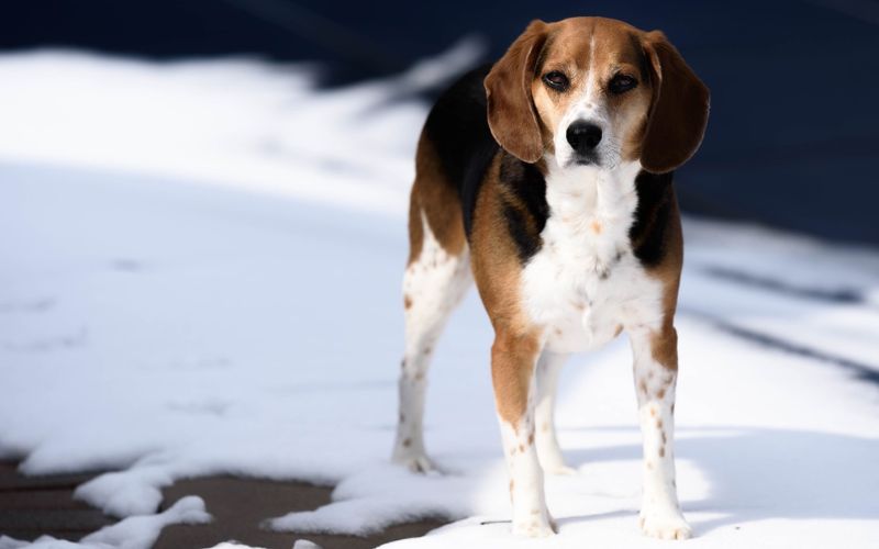 12 curiosidades sobre o beagle