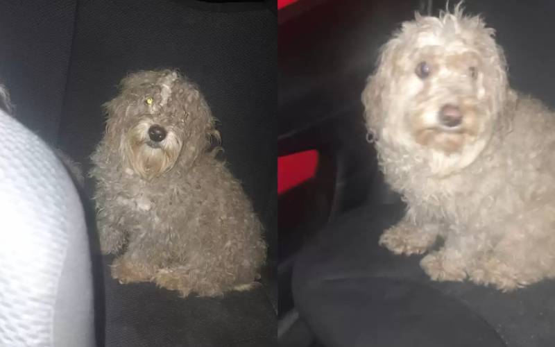 Cachorro fareja perigo e monta guarda até chegada de ajuda